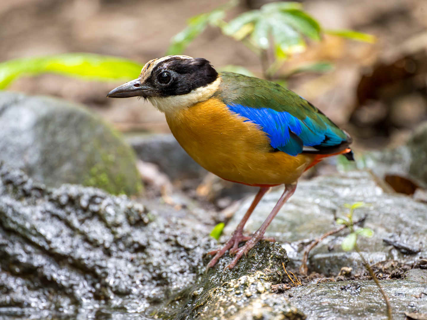 Species Spotlight: Blue-winged Pitta - 10,000 Birds