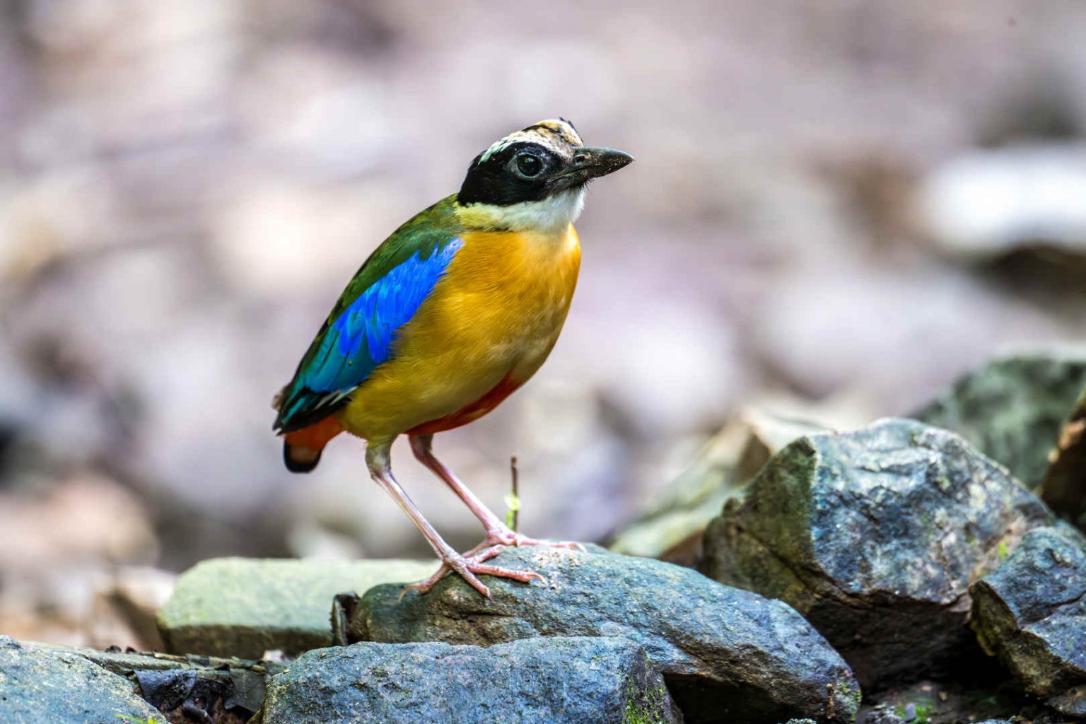 Species Spotlight: Blue-winged Pitta - 10,000 Birds