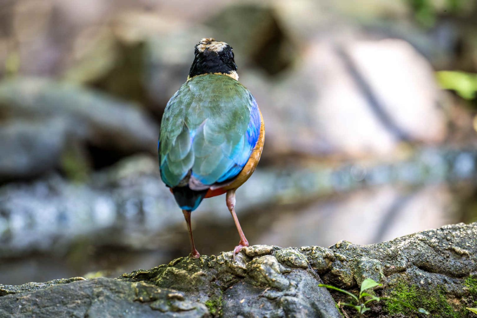 Species Spotlight: Blue-winged Pitta - 10,000 Birds
