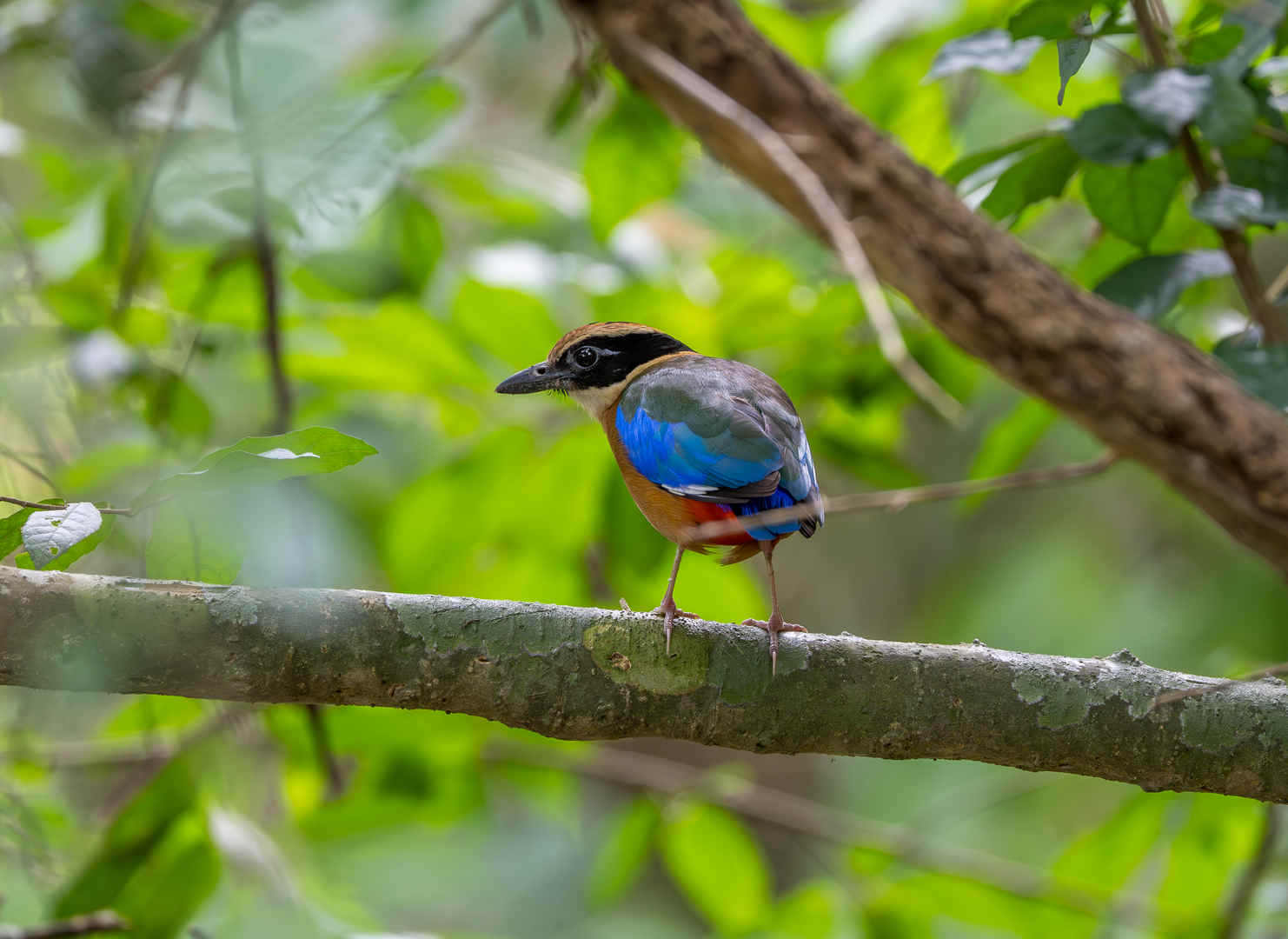 Species Spotlight: Blue-winged Pitta - 10,000 Birds