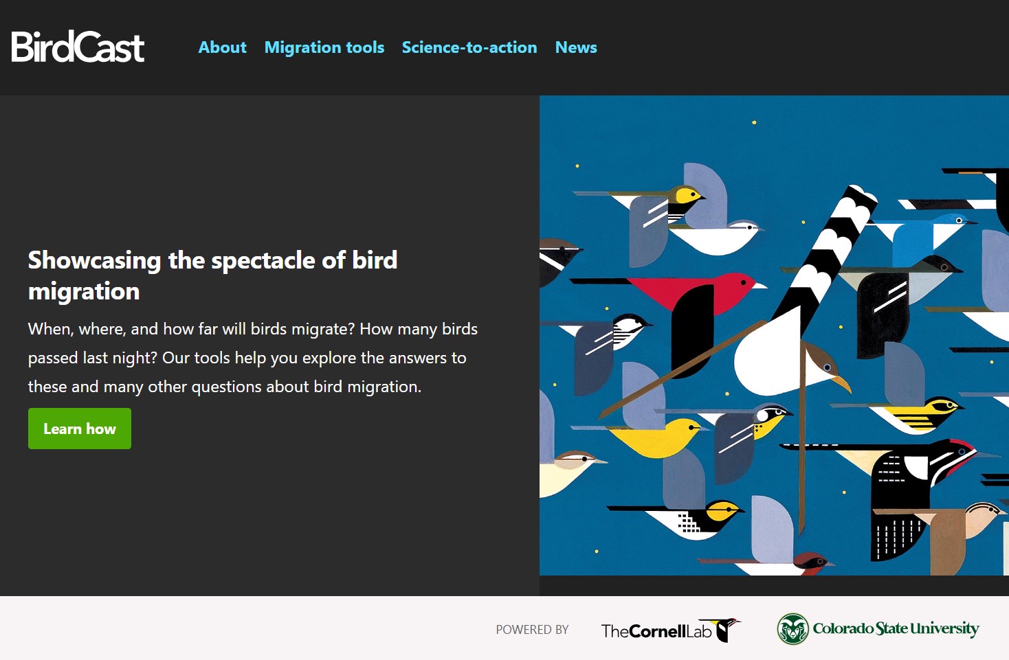 Back to Work: The Cornell Lab of Ornithology BirdCast Migration ...