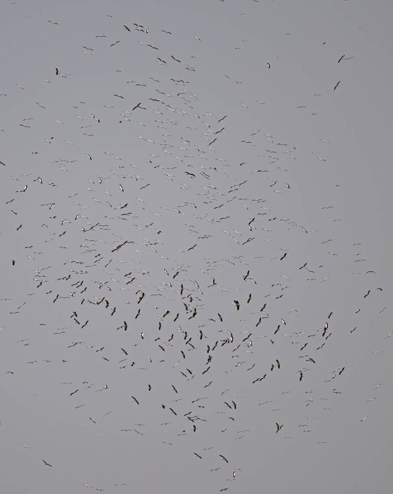 Mass migration of White Storks - 10,000 Birds