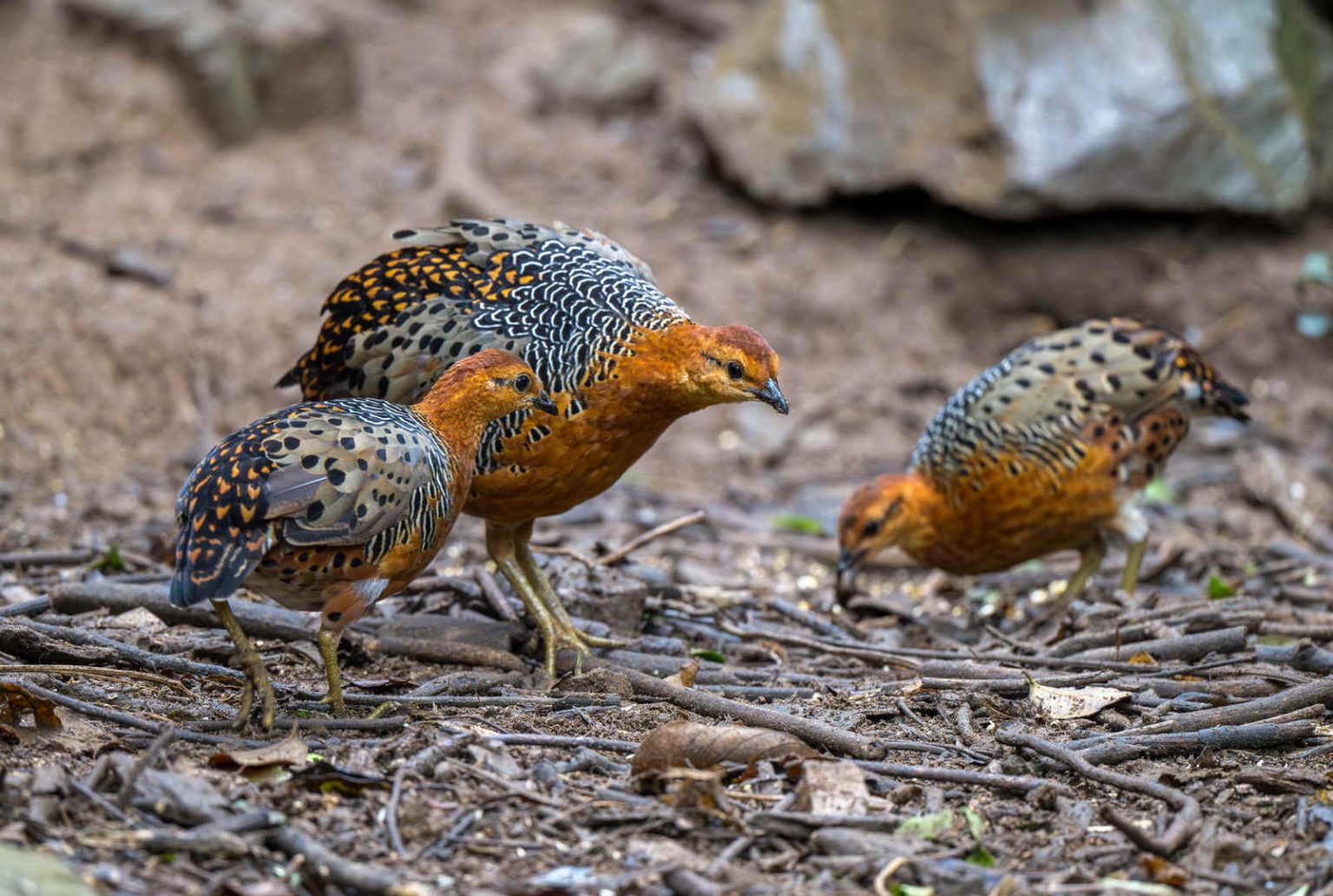 Birding Mr. Bird’s Hide, Kaeng Krachan, Thailand - 10,000 Birds