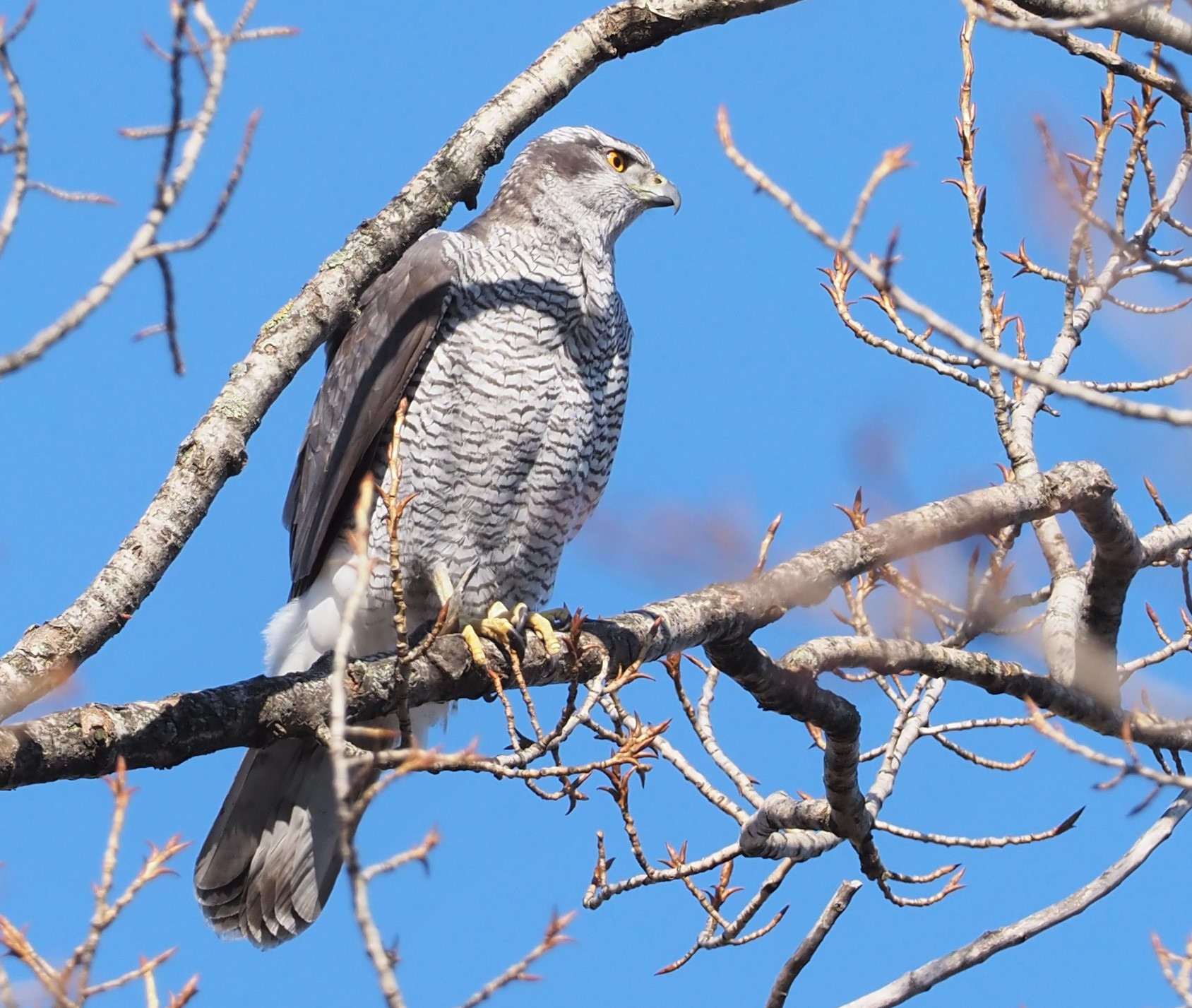 Eurasian Goshawks in Berlin - 10,000 Birds