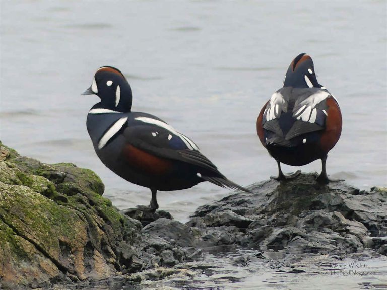 Species Spotlight: Harlequin Duck - 10,000 Birds