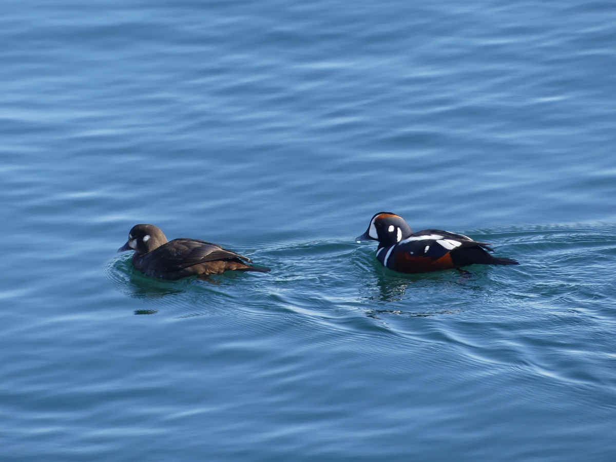 Species Spotlight: Harlequin Duck - 10,000 Birds