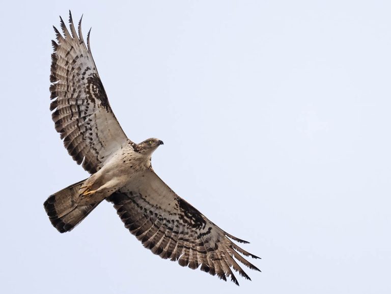 The Return of the Honey Buzzard - 10,000 Birds