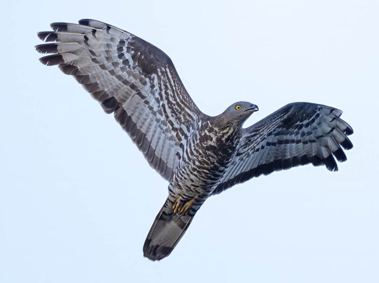The Return of the Honey Buzzard - 10,000 Birds