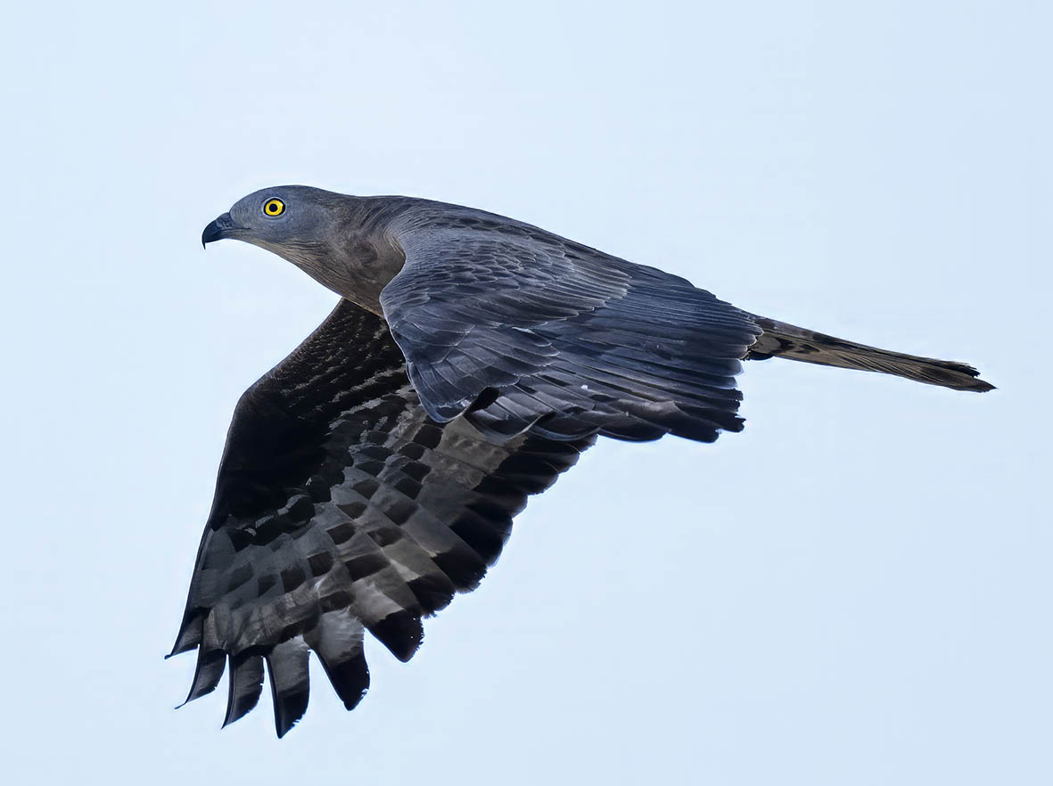 The Return of the Honey Buzzard - 10,000 Birds