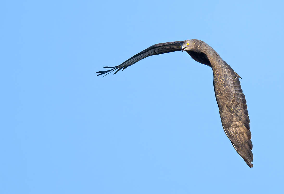 The Return of the Honey Buzzard - 10,000 Birds