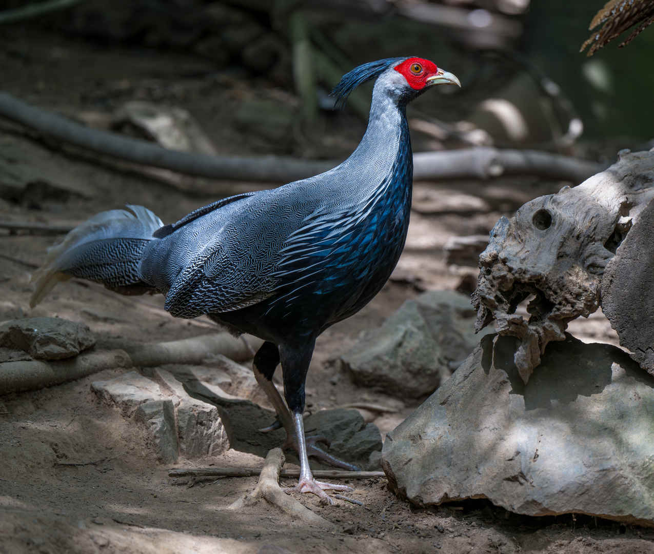Birding Mr. Bird’s Hide, Kaeng Krachan, Thailand - 10,000 Birds