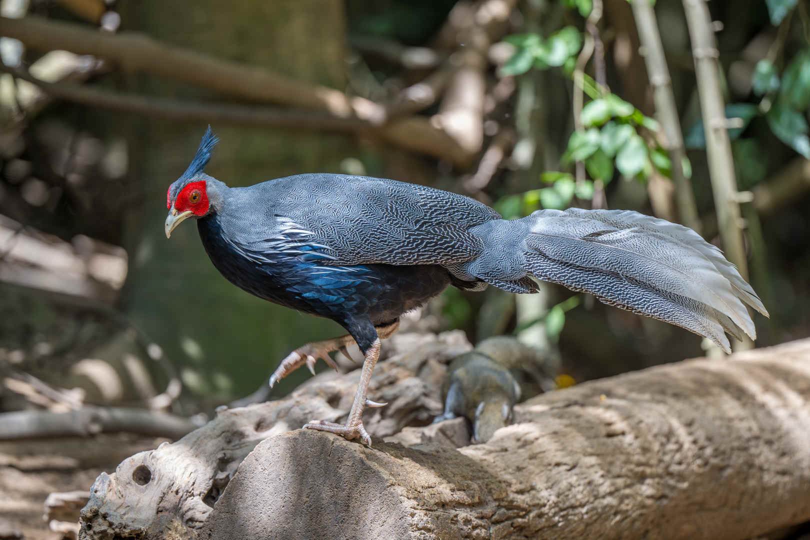 Birding Mr. Bird’s Hide, Kaeng Krachan, Thailand - 10,000 Birds