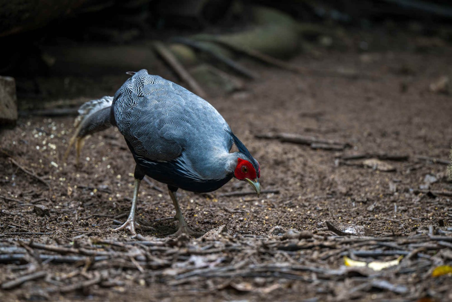 Birding Mr. Bird’s Hide, Kaeng Krachan, Thailand - 10,000 Birds
