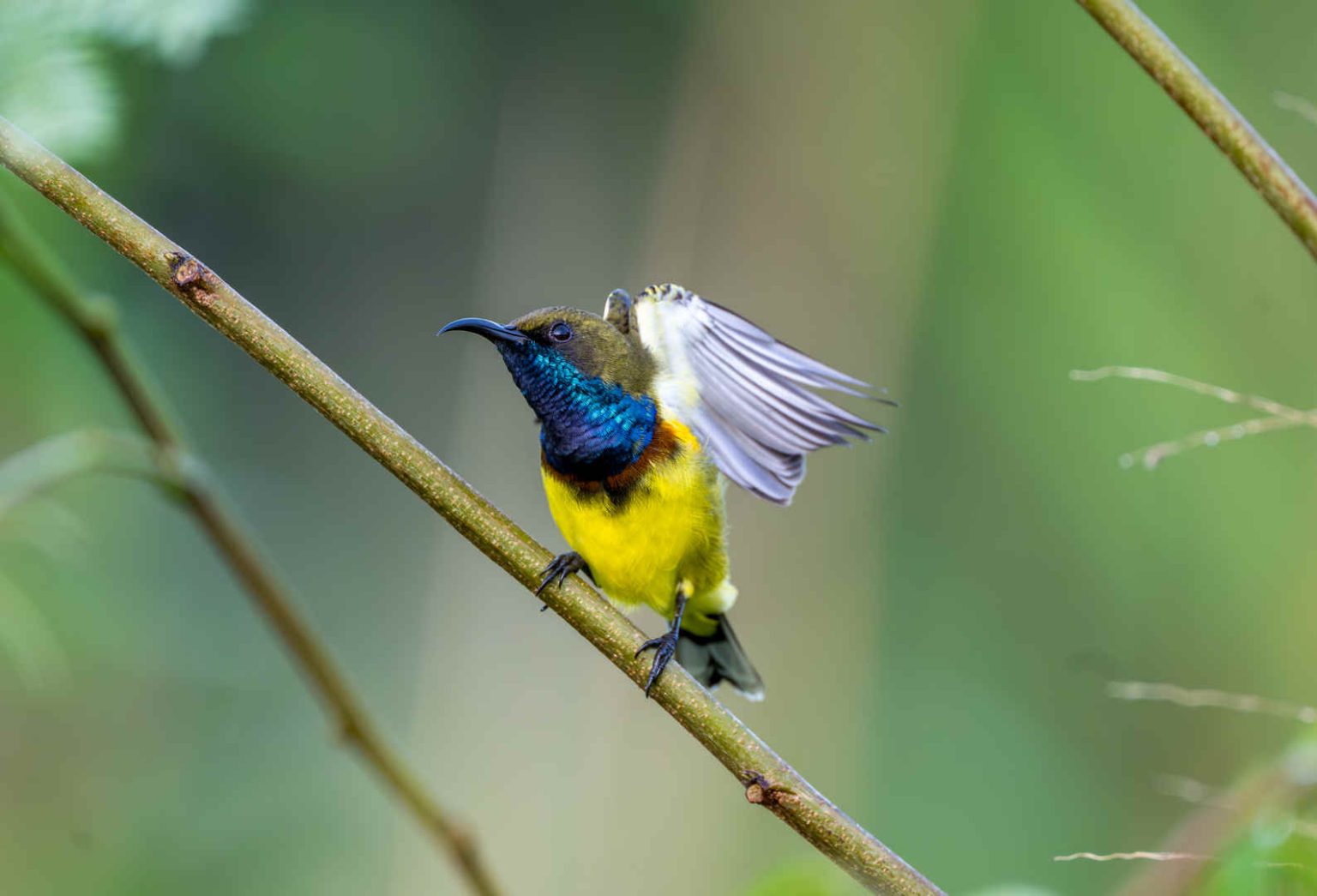 Species Spotlight: Ornate Sunbird - 10,000 Birds