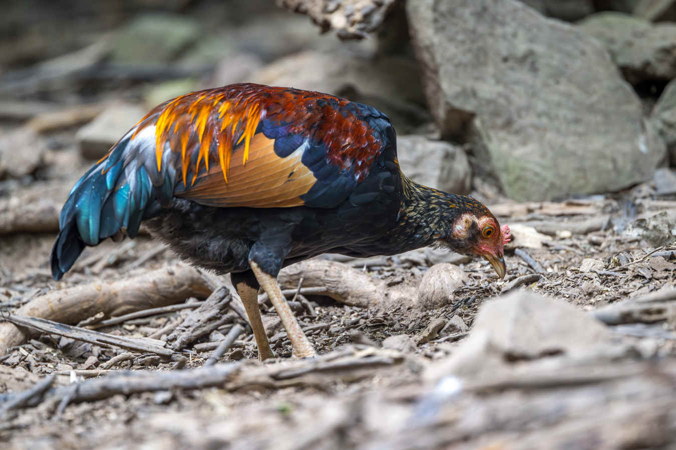 Birding the Lung Sin Hide, Kaeng Krachan, Thailand - 10,000 Birds