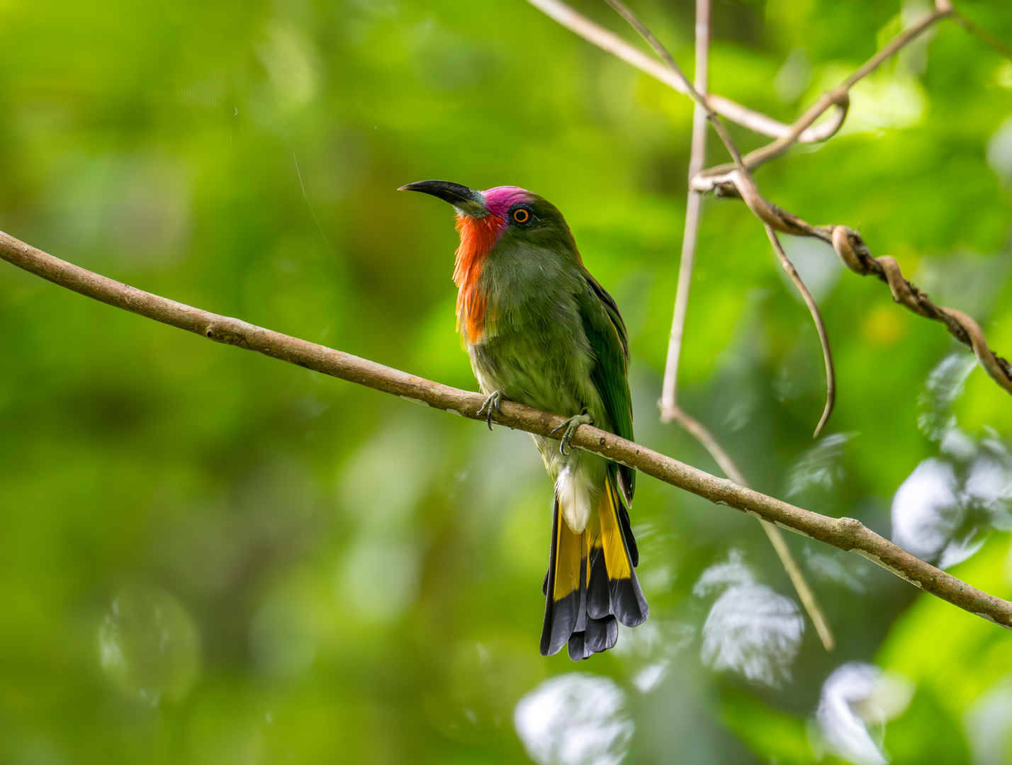 Species Spotlight: Bearded Bee-eater - 10,000 Birds