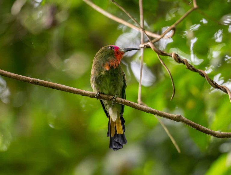 Species Spotlight: Bearded Bee-eater - 10,000 Birds