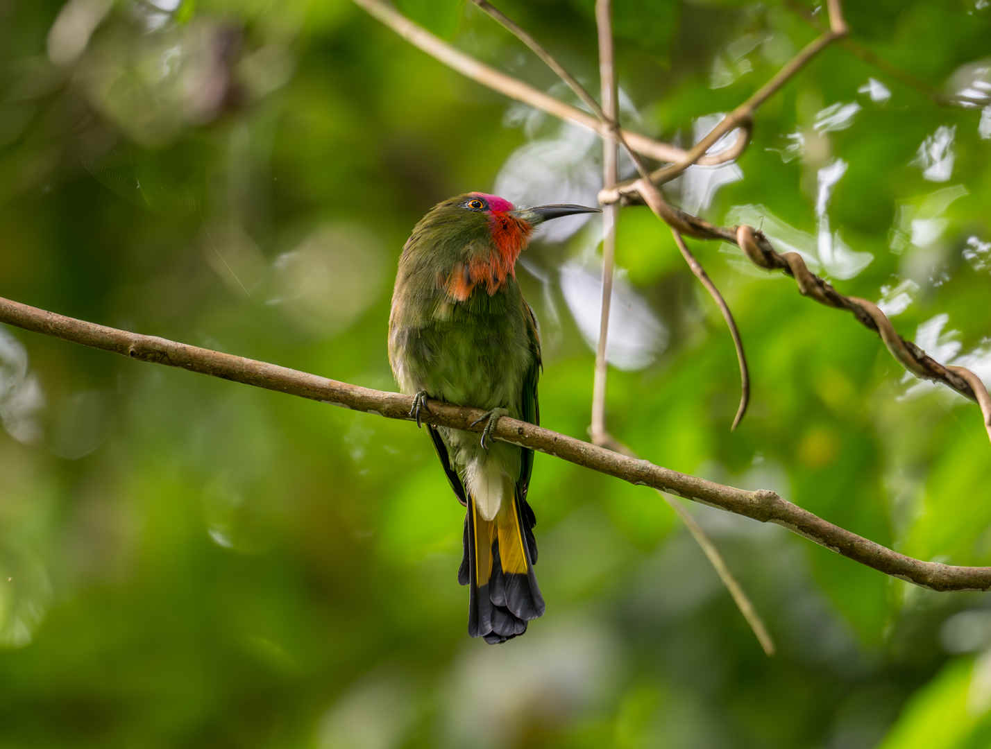 Species Spotlight: Bearded Bee-eater - 10,000 Birds