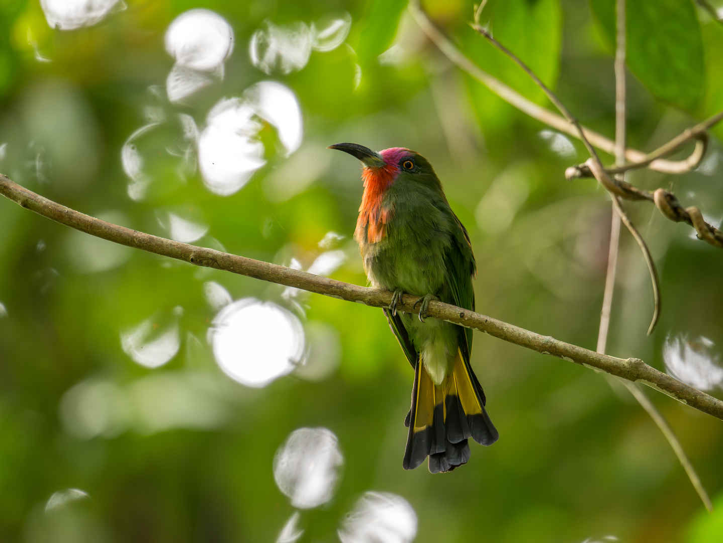 Species Spotlight: Bearded Bee-eater - 10,000 Birds