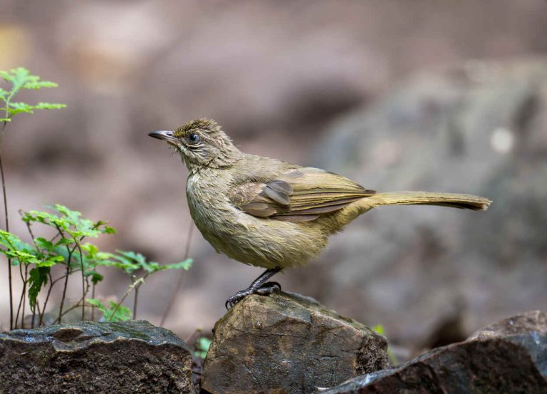 Birding the Lung Sin Hide, Kaeng Krachan, Thailand - 10,000 Birds