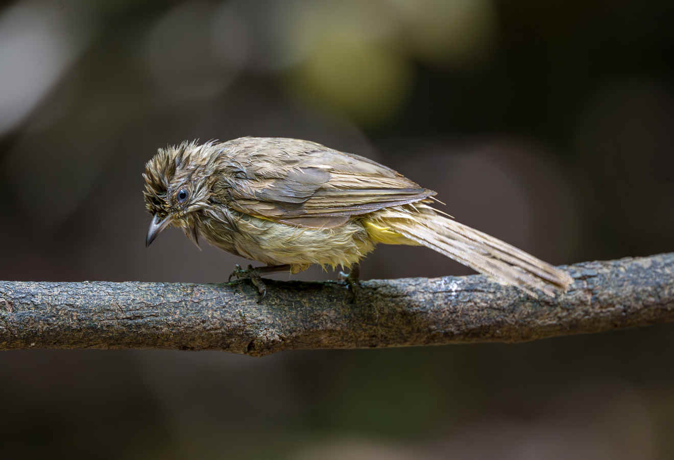 Birding the Lung Sin Hide, Kaeng Krachan, Thailand - 10,000 Birds