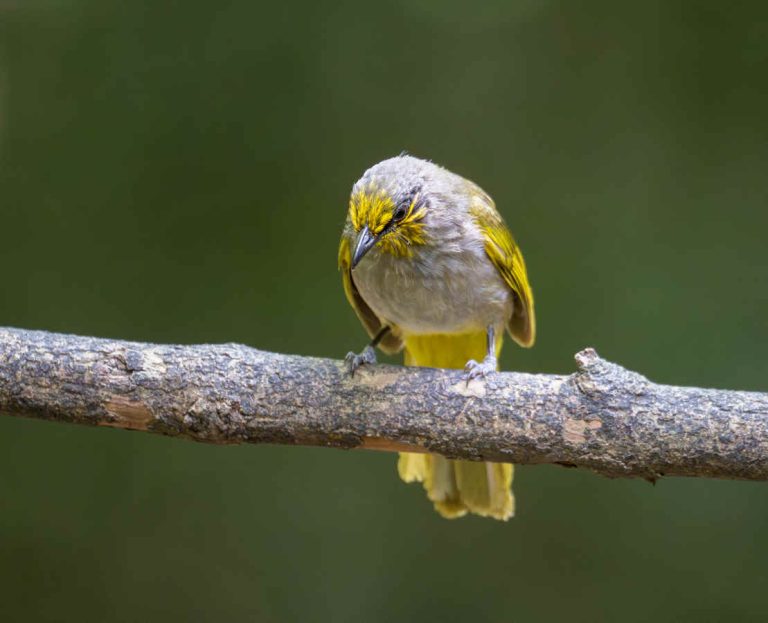 Birding the Lung Sin Hide, Kaeng Krachan, Thailand - 10,000 Birds
