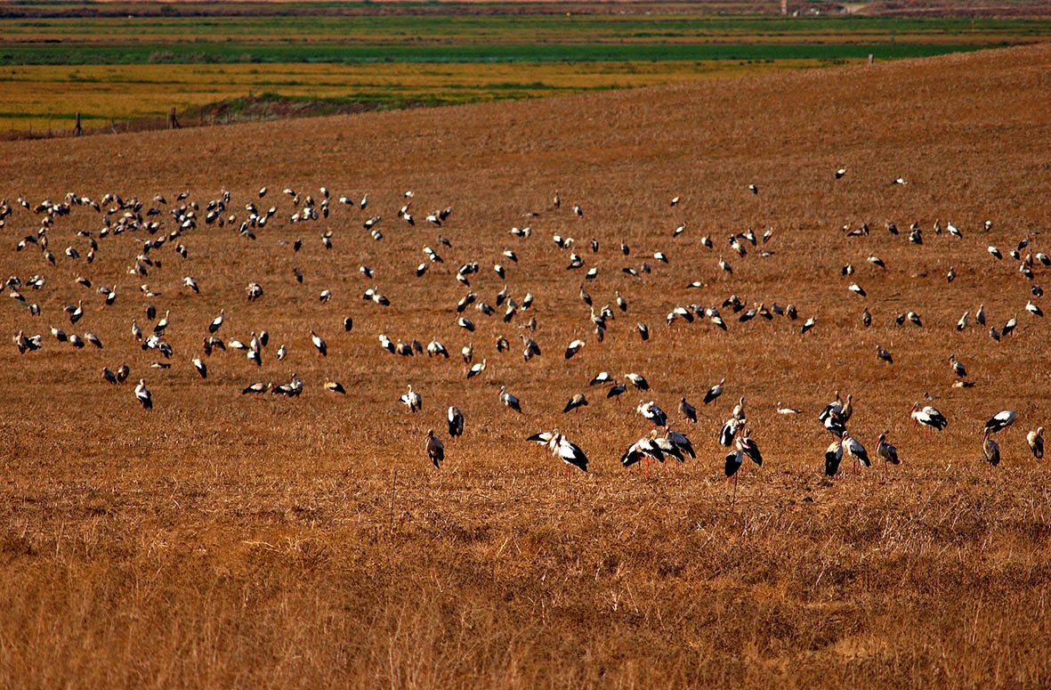 Mass migration of White Storks - 10,000 Birds