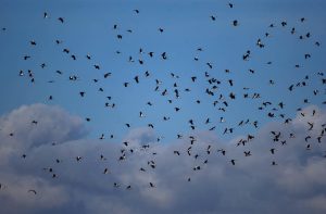Mass migration of White Storks - 10,000 Birds