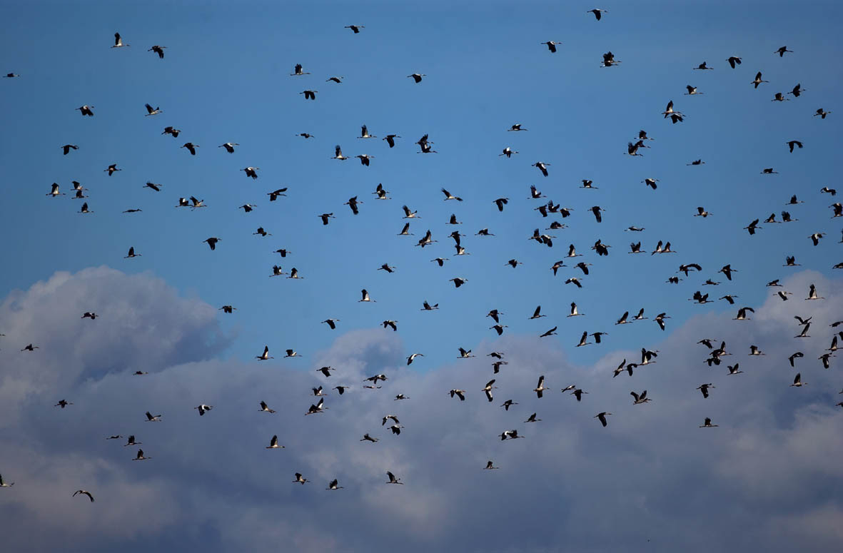 Mass migration of White Storks - 10,000 Birds