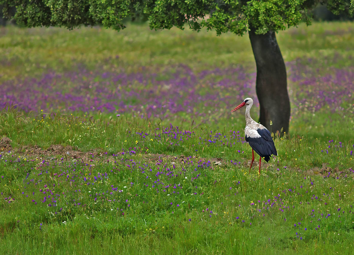 Mass migration of White Storks - 10,000 Birds