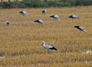 Mass migration of White Storks - 10,000 Birds