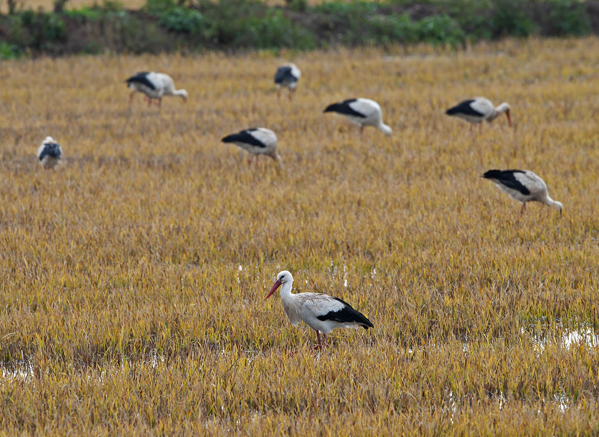 Mass migration of White Storks - 10,000 Birds