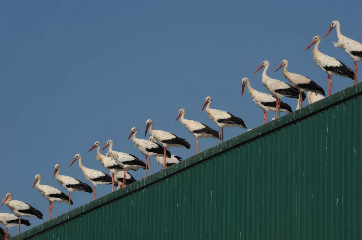 Mass migration of White Storks - 10,000 Birds