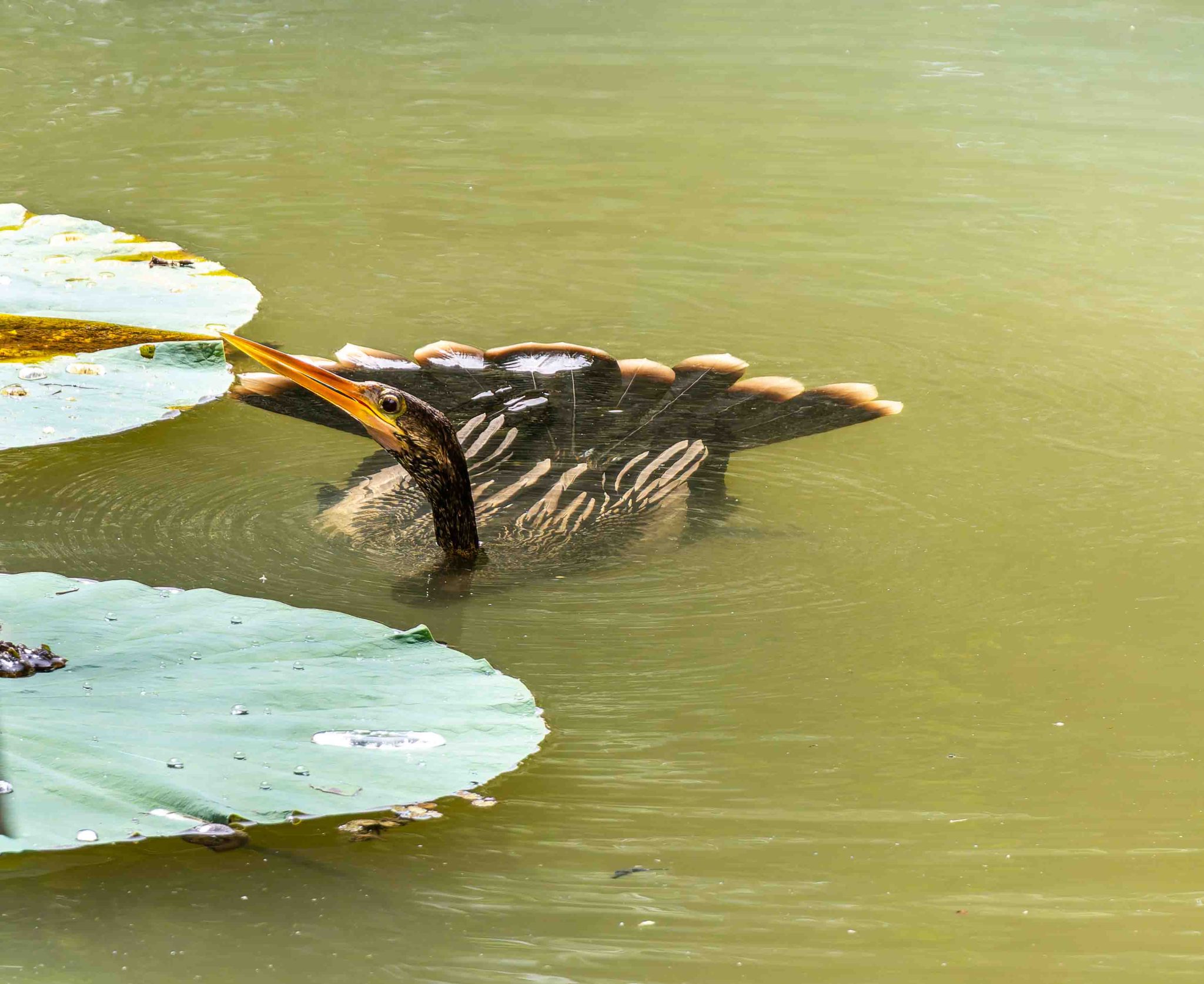 Conservation in Action at Trinidad’s Wildfowl Trust