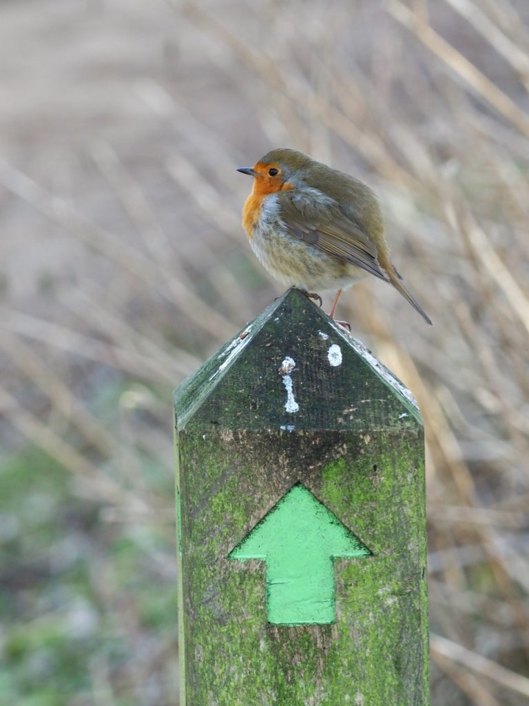 The one and only original Robin - 10,000 Birds