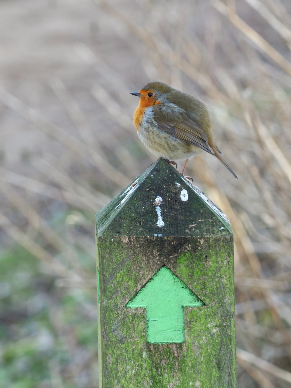 The one and only original Robin - 10,000 Birds