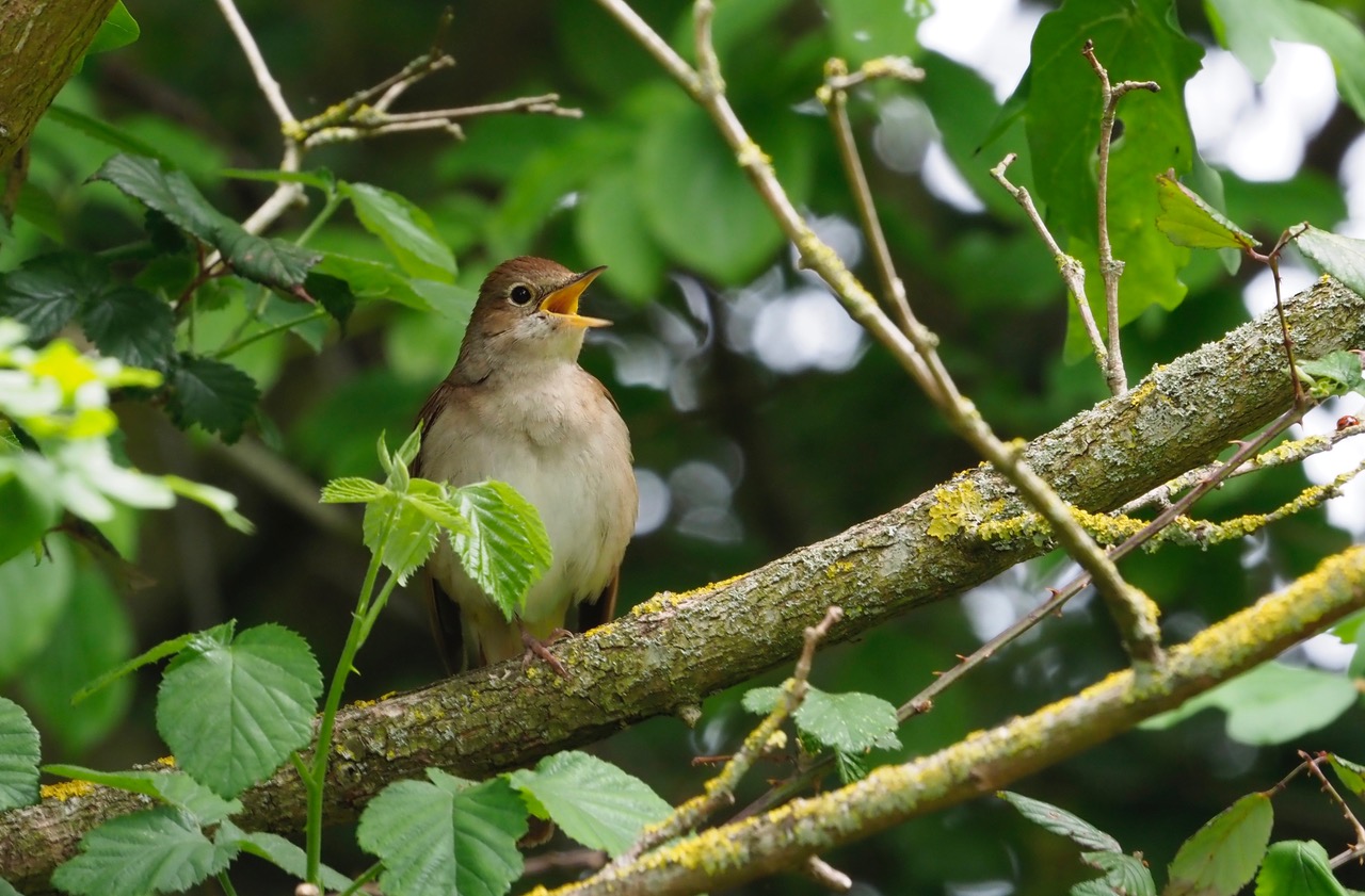Ask a birder: Should I be using Merlin, and can I rely on it? - 10,000 ...