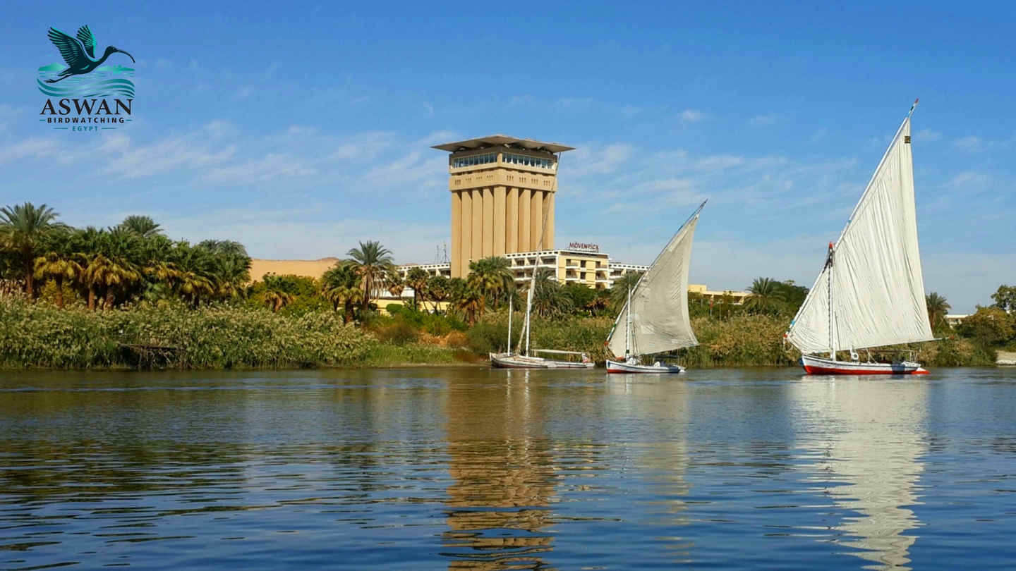 Winter Birding at Aswan on the Nile - 10,000 Birds