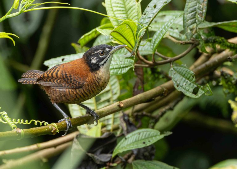 5 Wrens I’ve Met (So Far) on My Birding Adventures.