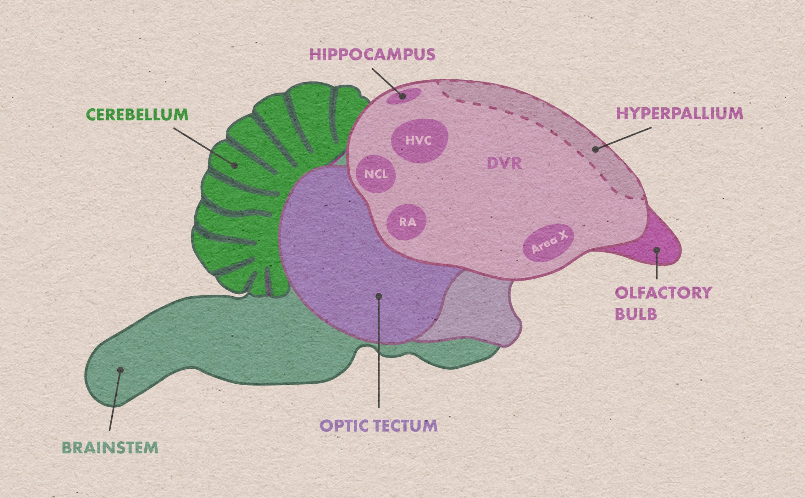 Bird Brains - 10,000 Birds