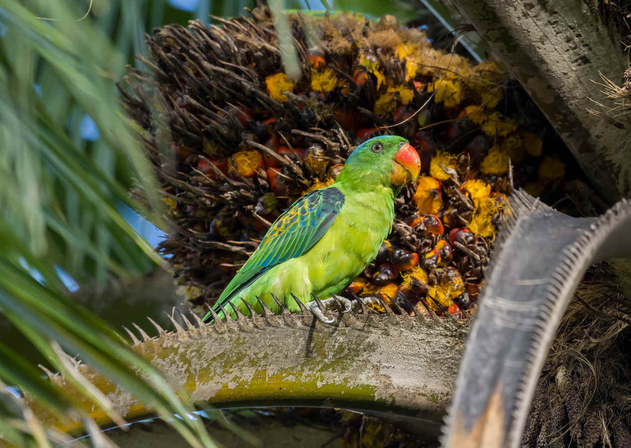 Interviews: The People Behind The Birds - 10,000 Birds