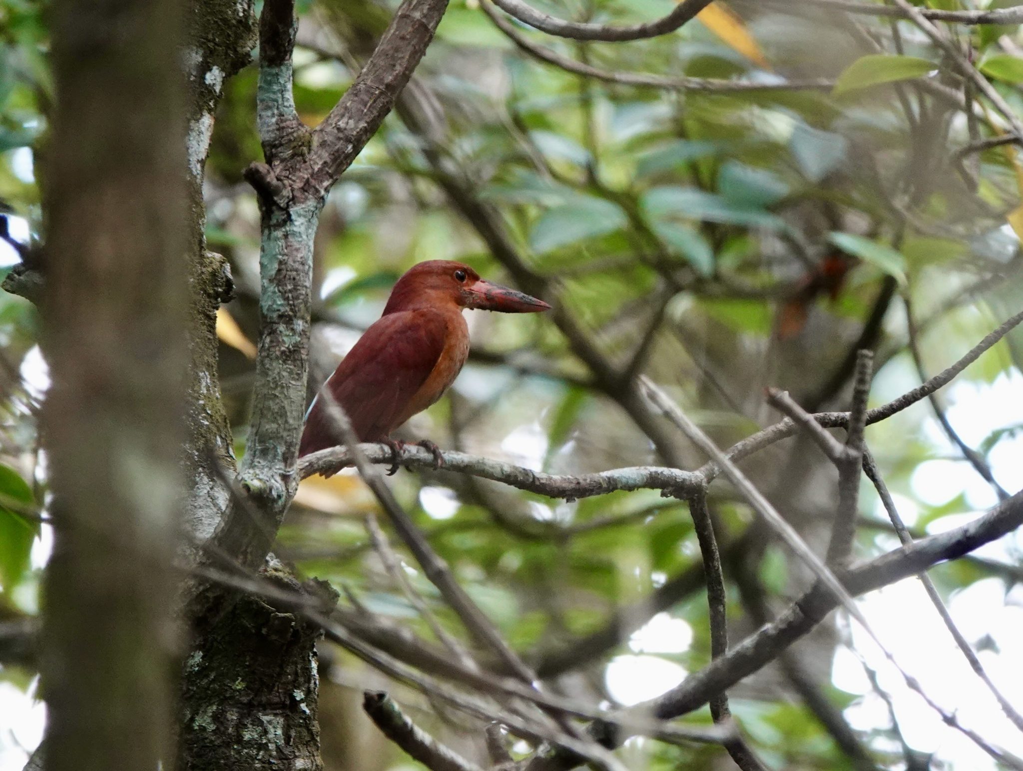 Our 6 Rarest Birds Seen So Far (Collaborative Post) - 10,000 Birds