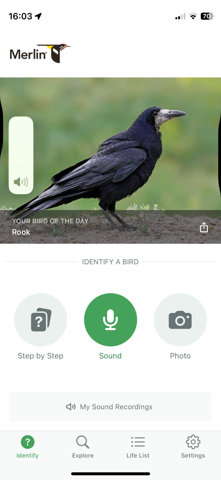 Ask a birder: Should I be using Merlin, and can I rely on it? - 10,000 ...