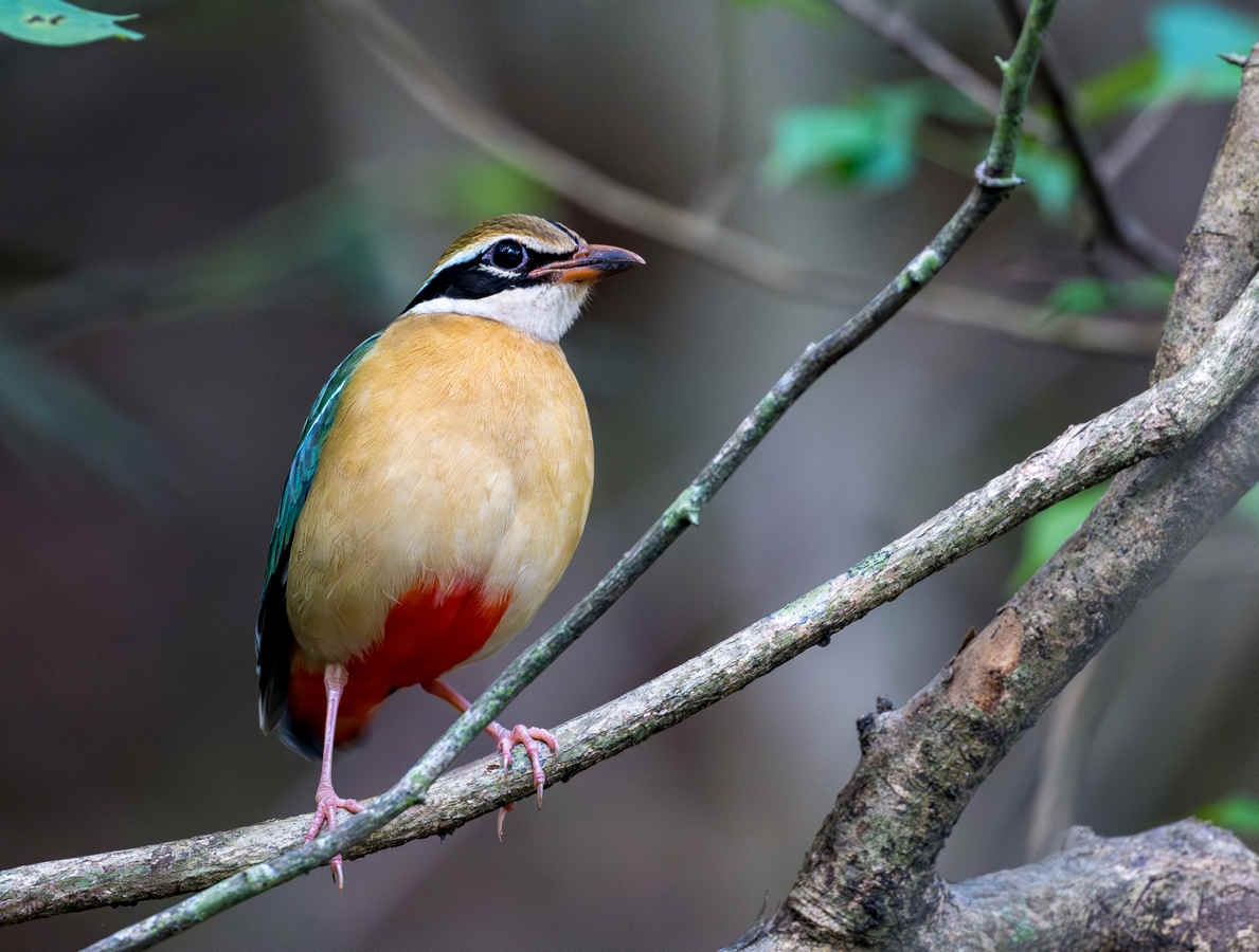 Ask a Birder: Which Countries are Best to See Pittas? - 10,000 Birds