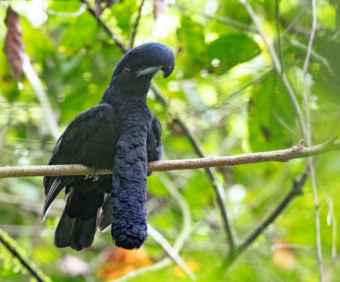 Birding Lodges of the World: Umbrellabird Lodge – Reserva Buenaventura ...