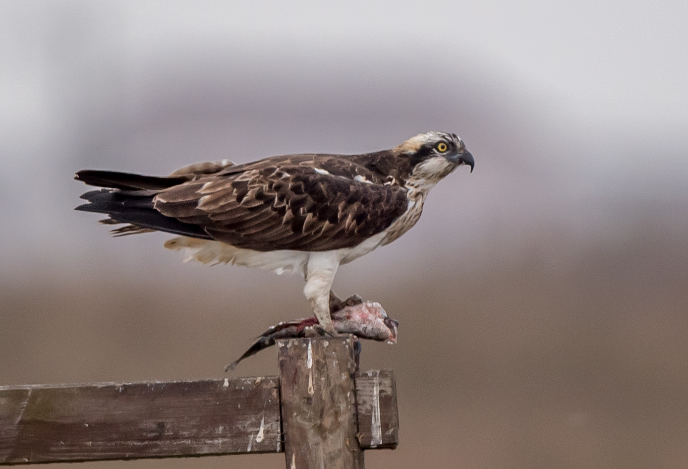 The Chemistry of Birds (25): Mercury - 10,000 Birds