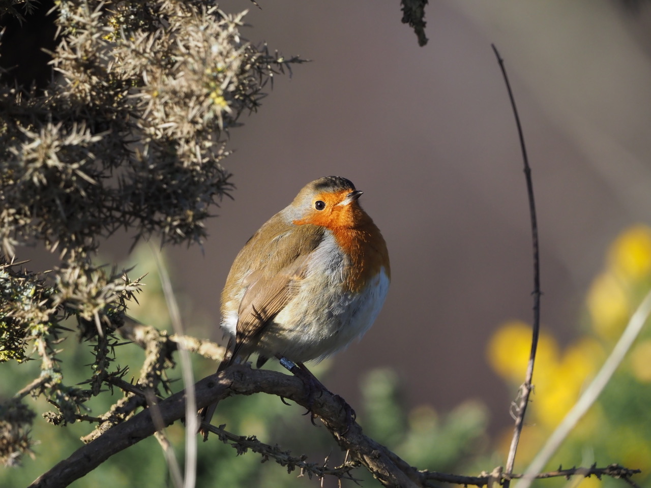 The one and only original Robin - 10,000 Birds