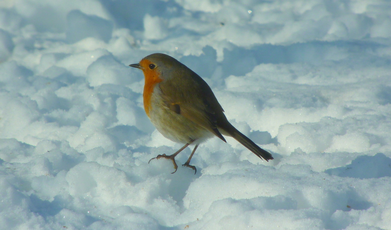The one and only original Robin - 10,000 Birds