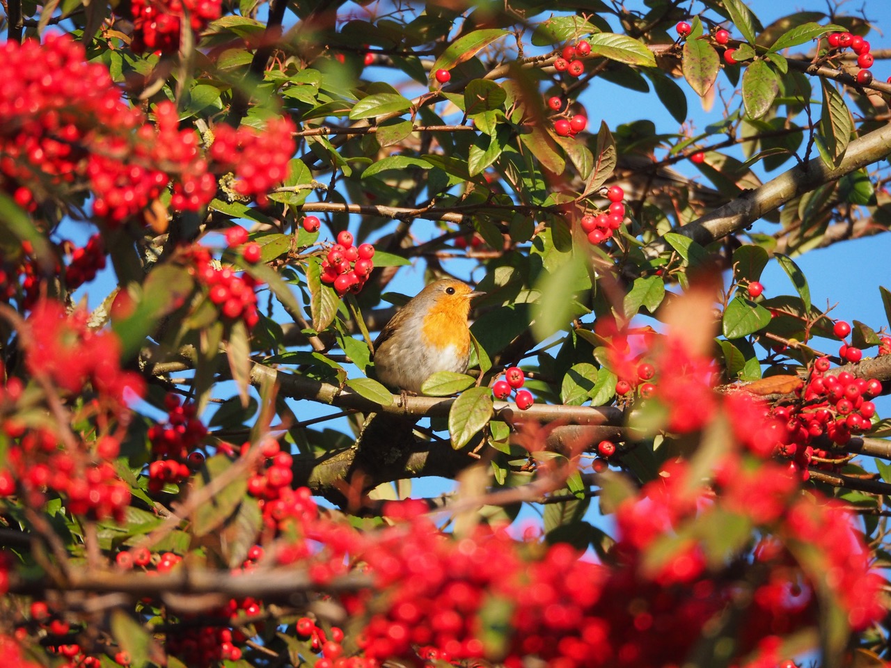 The one and only original Robin - 10,000 Birds