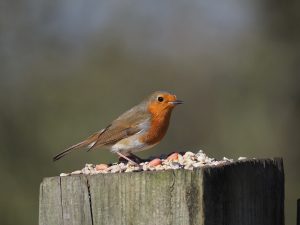 The one and only original Robin - 10,000 Birds